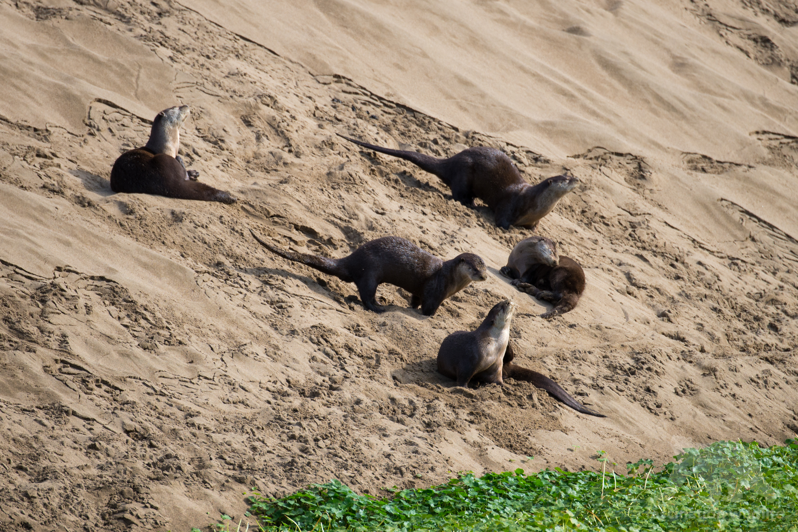 Point Reyes Wildlife - Fascination Wildlife