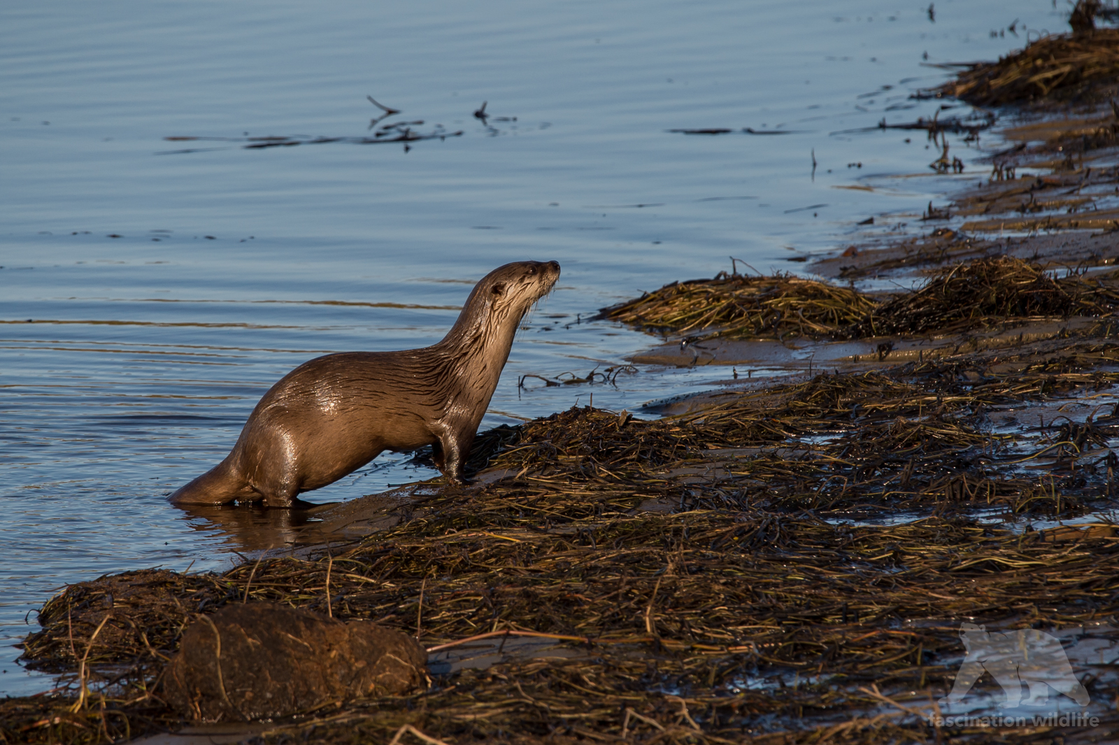 Point Reyes Wildlife - Fascination Wildlife