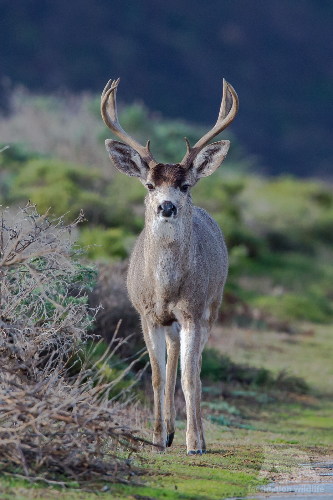 Point Reyes Wildlife - Fascination Wildlife
