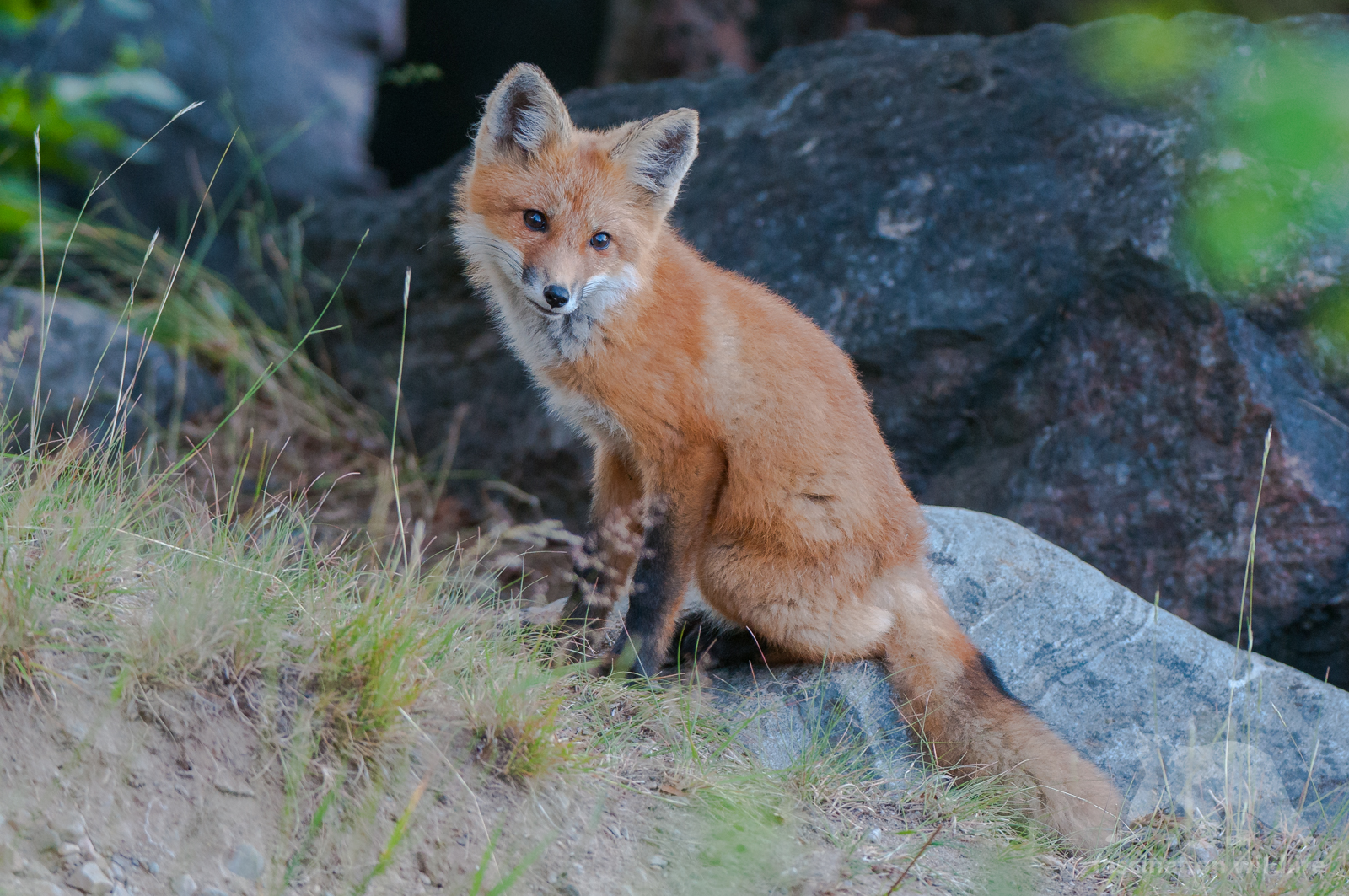 Wild Canada - Fascination Wildlife