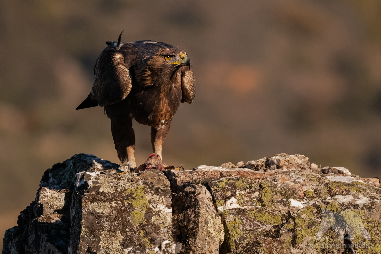Wild Spain - Fascination Wildlife