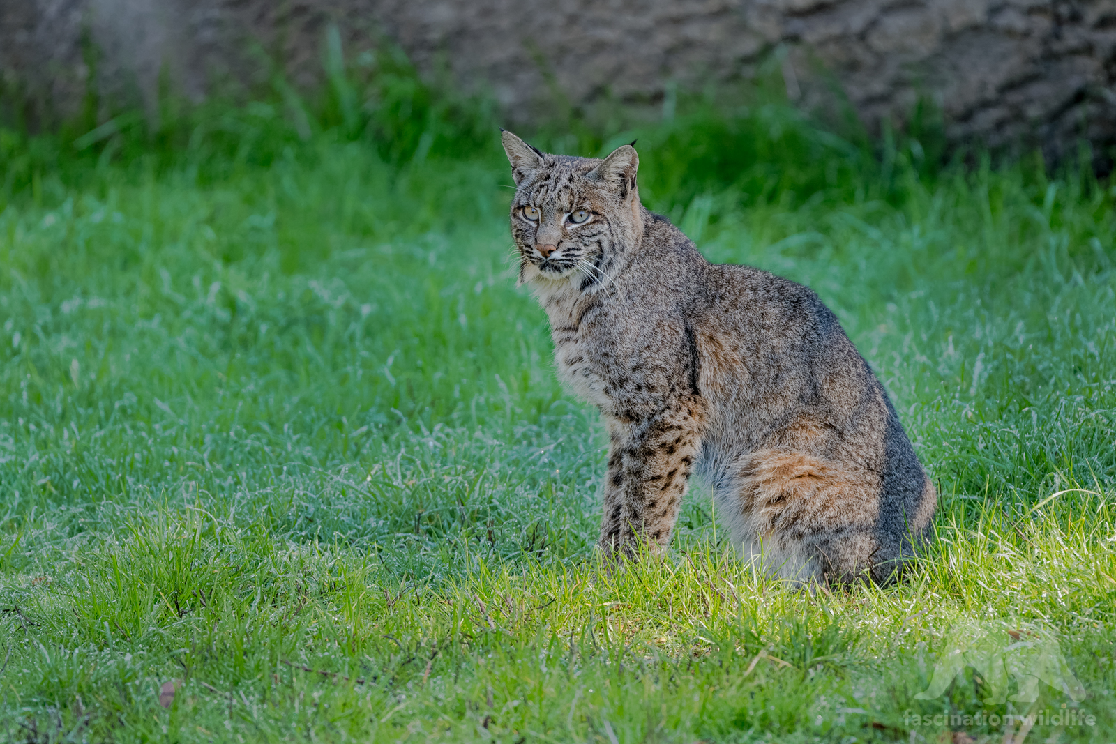Bobcats - Fascination Wildlife