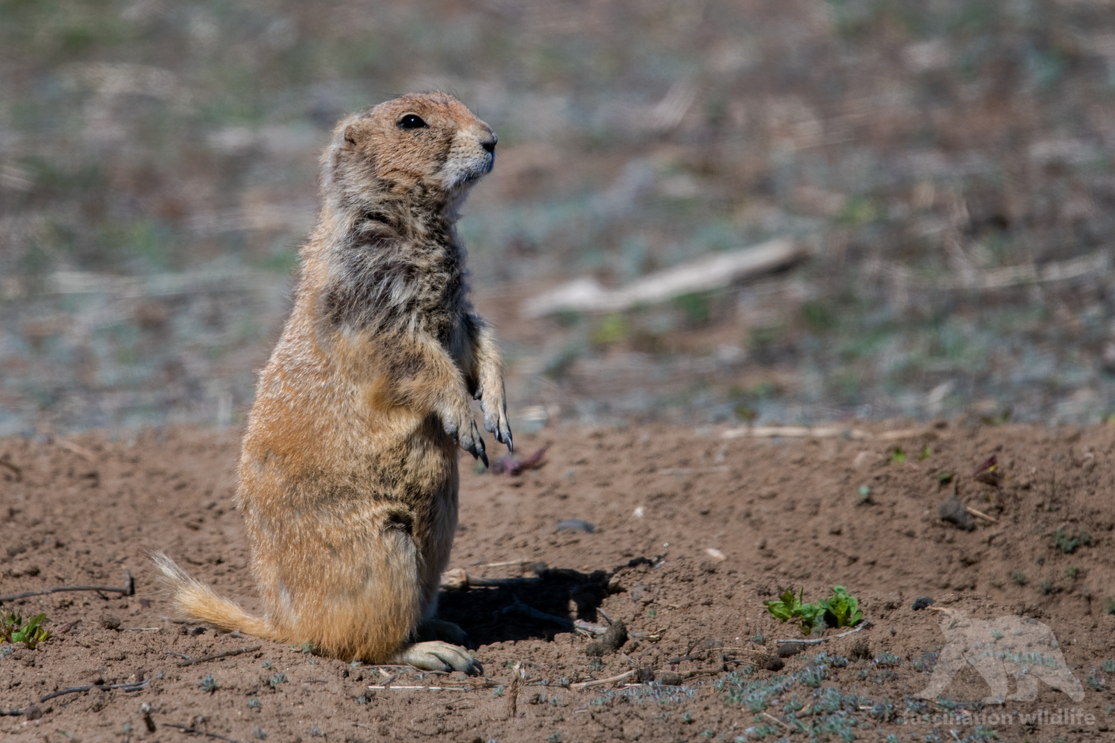 Wild Colorado - Fascination Wildlife