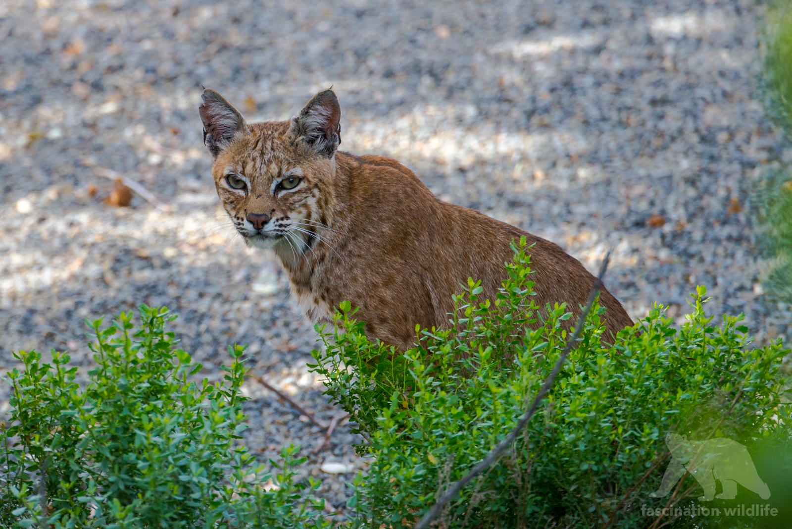Bobcats - Fascination Wildlife