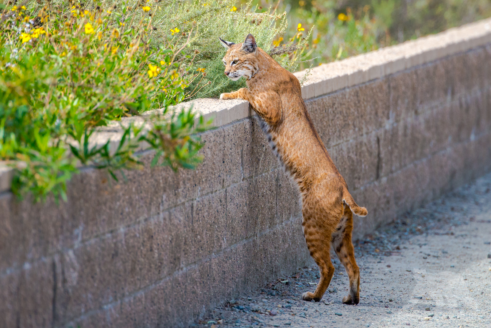 Bobcats - Fascination Wildlife