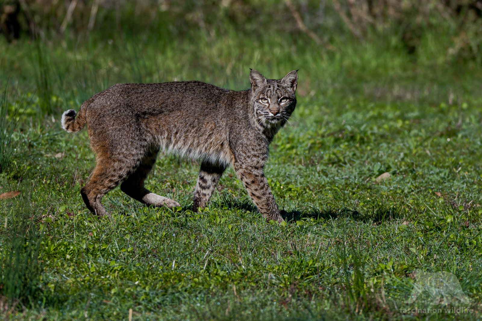 Bobcats - Fascination Wildlife