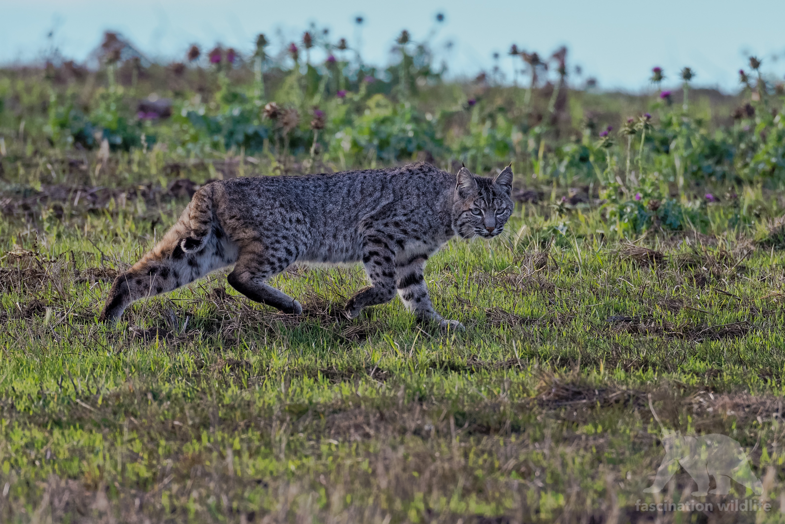Bobcats - Fascination Wildlife