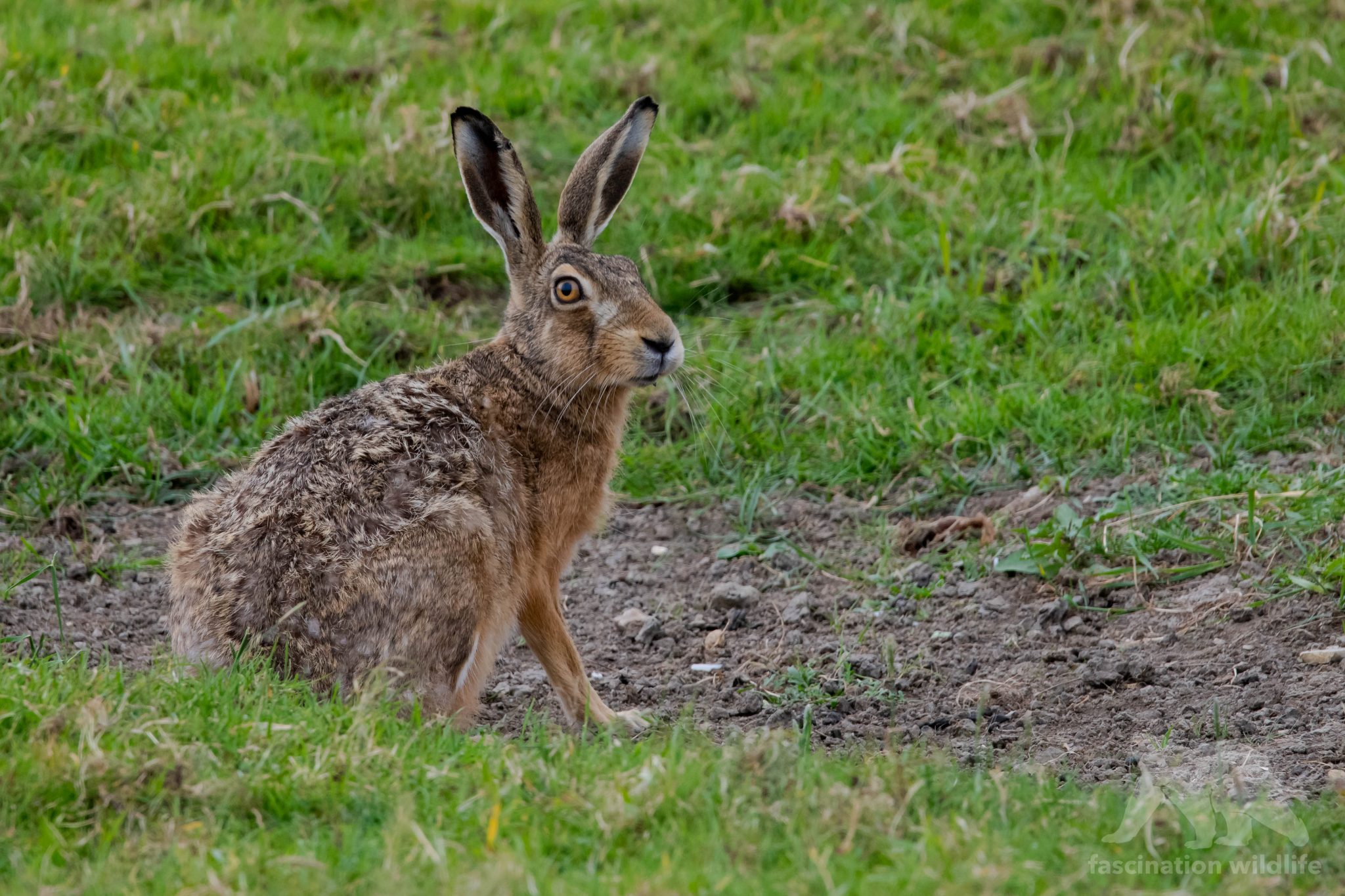 Wild Germany Fascination Wildlife Wild Germany Fascination Wildlife