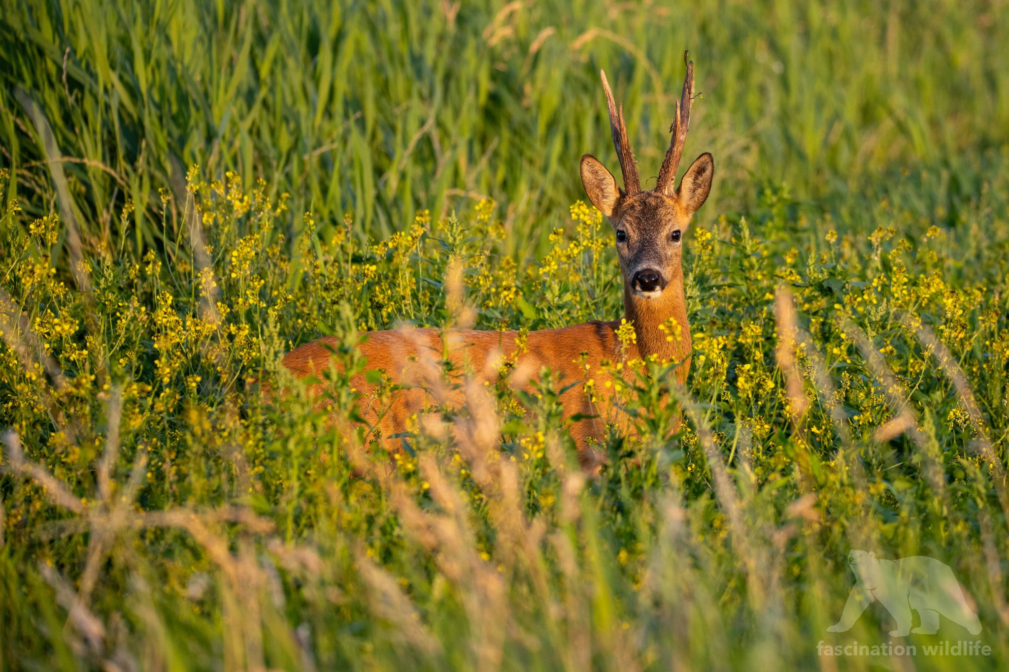 Wild Germany Fascination Wildlife Wild Germany Fascination Wildlife