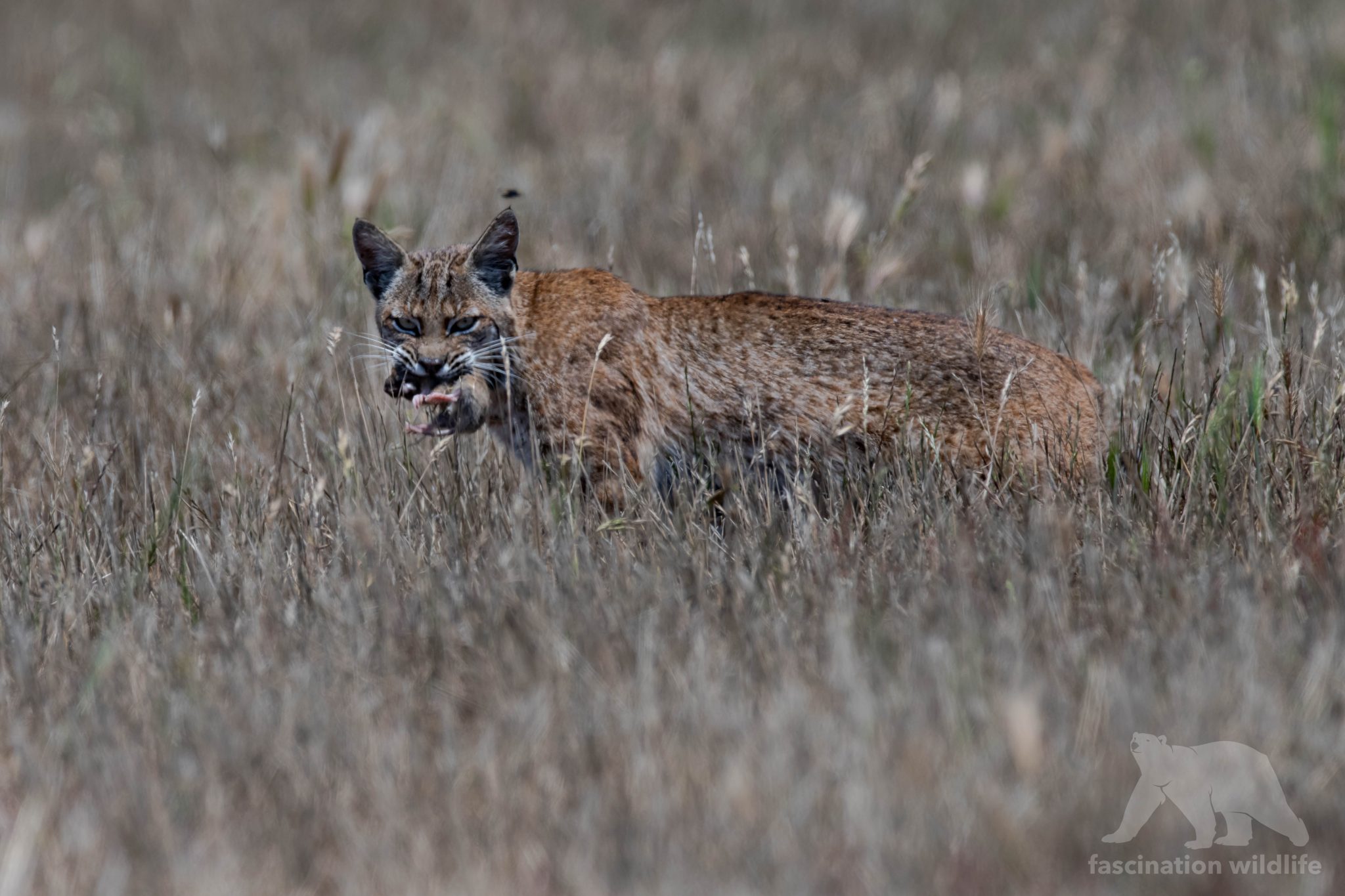 Point Reyes Wildlife - Fascination Wildlife