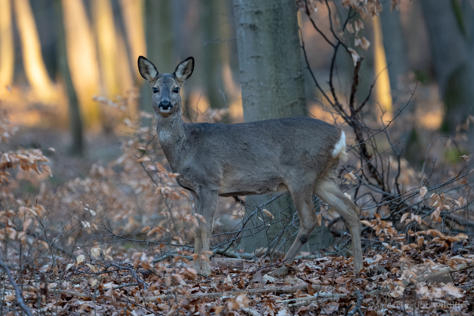 Wild Germany Fascination Wildlife Wild Germany Fascination Wildlife
