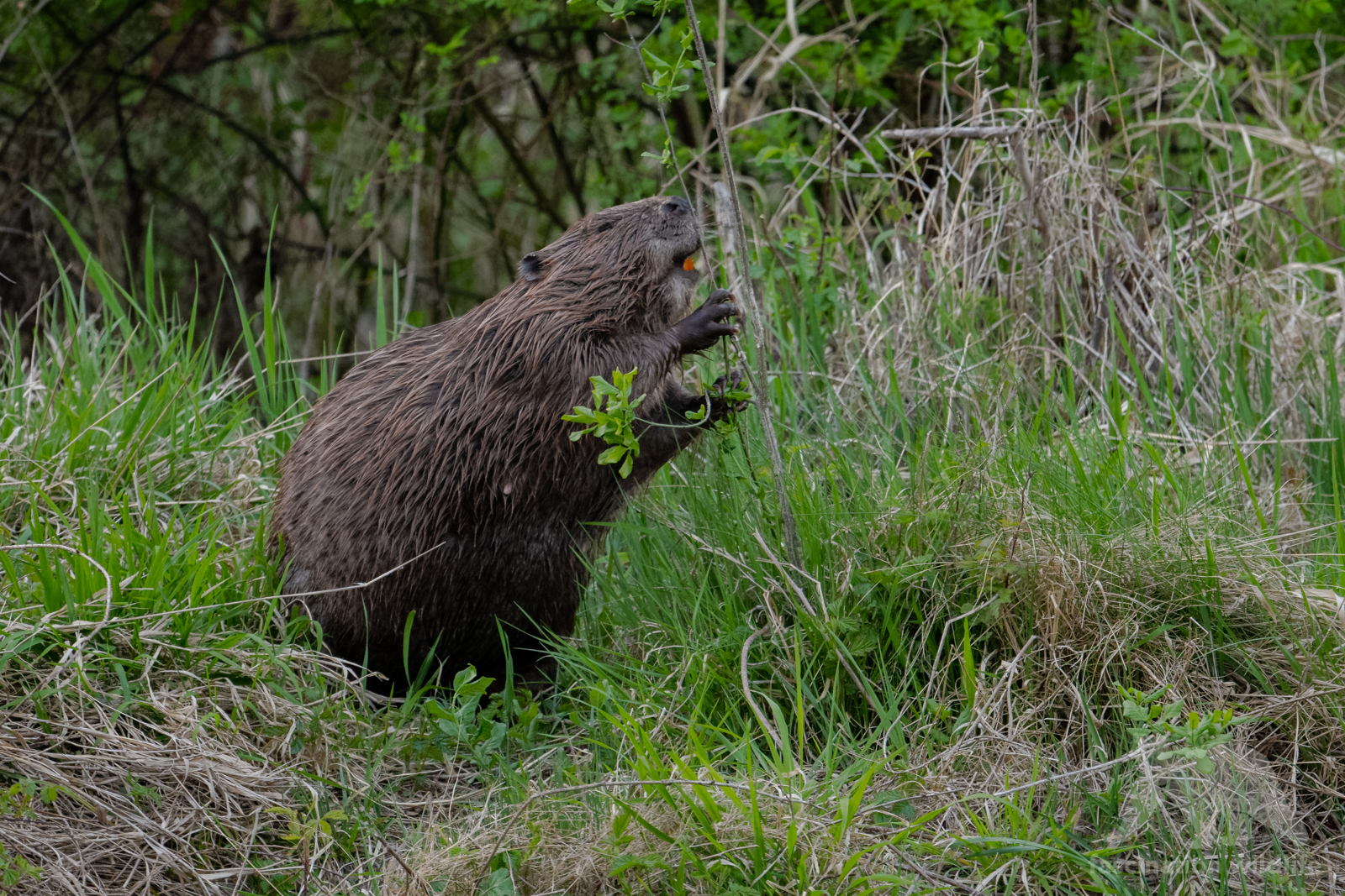 Wild Munich - Fascination Wildlife