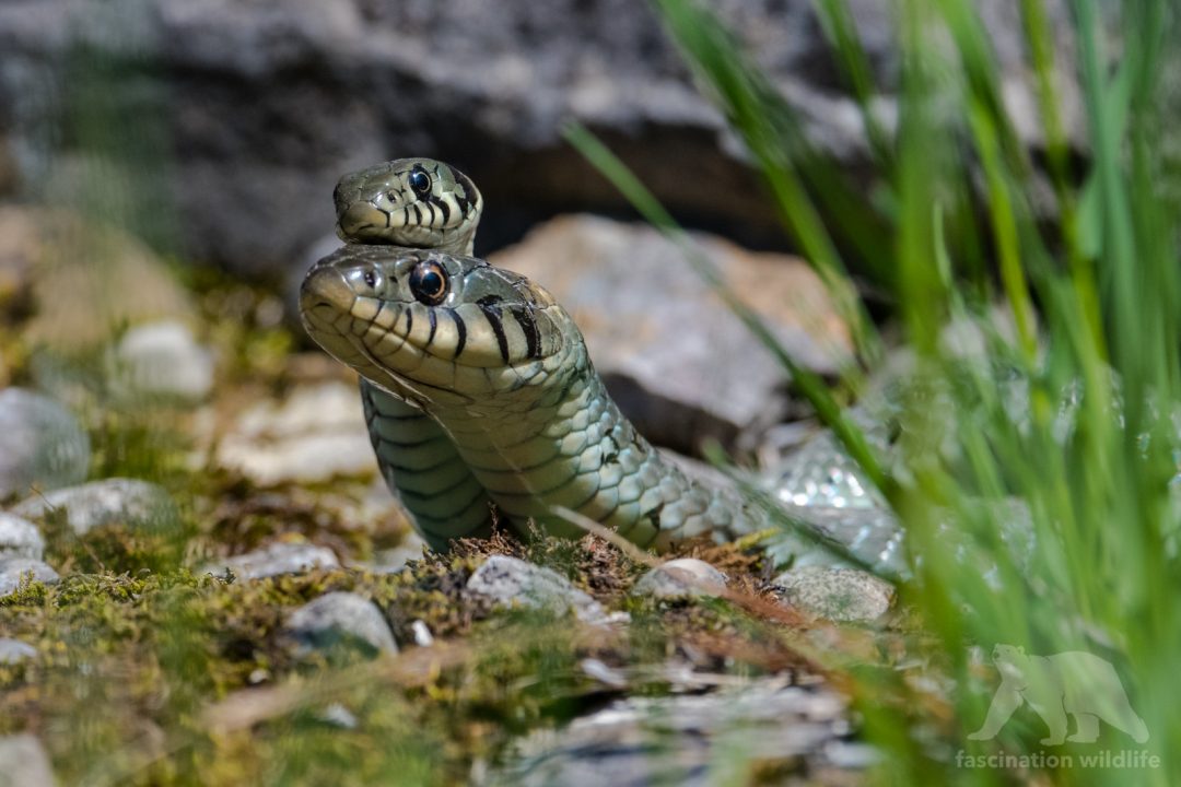 Grass Snake - Fascination Wildlife