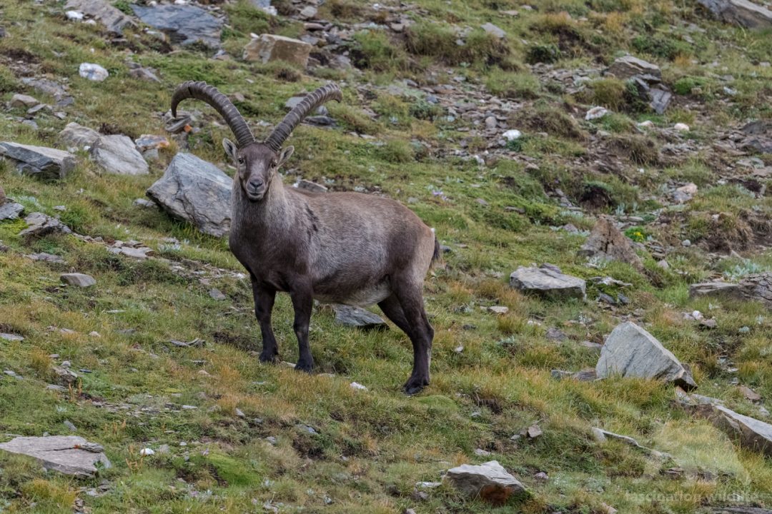Alpine Ibex - Fascination Wildlife