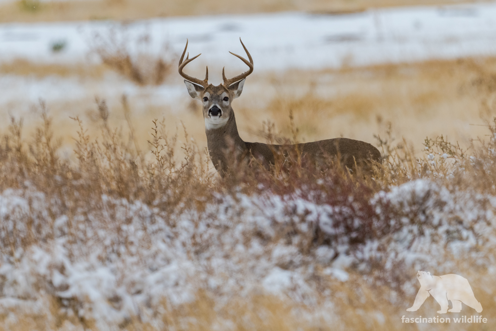 Wild Colorado - Fascination Wildlife