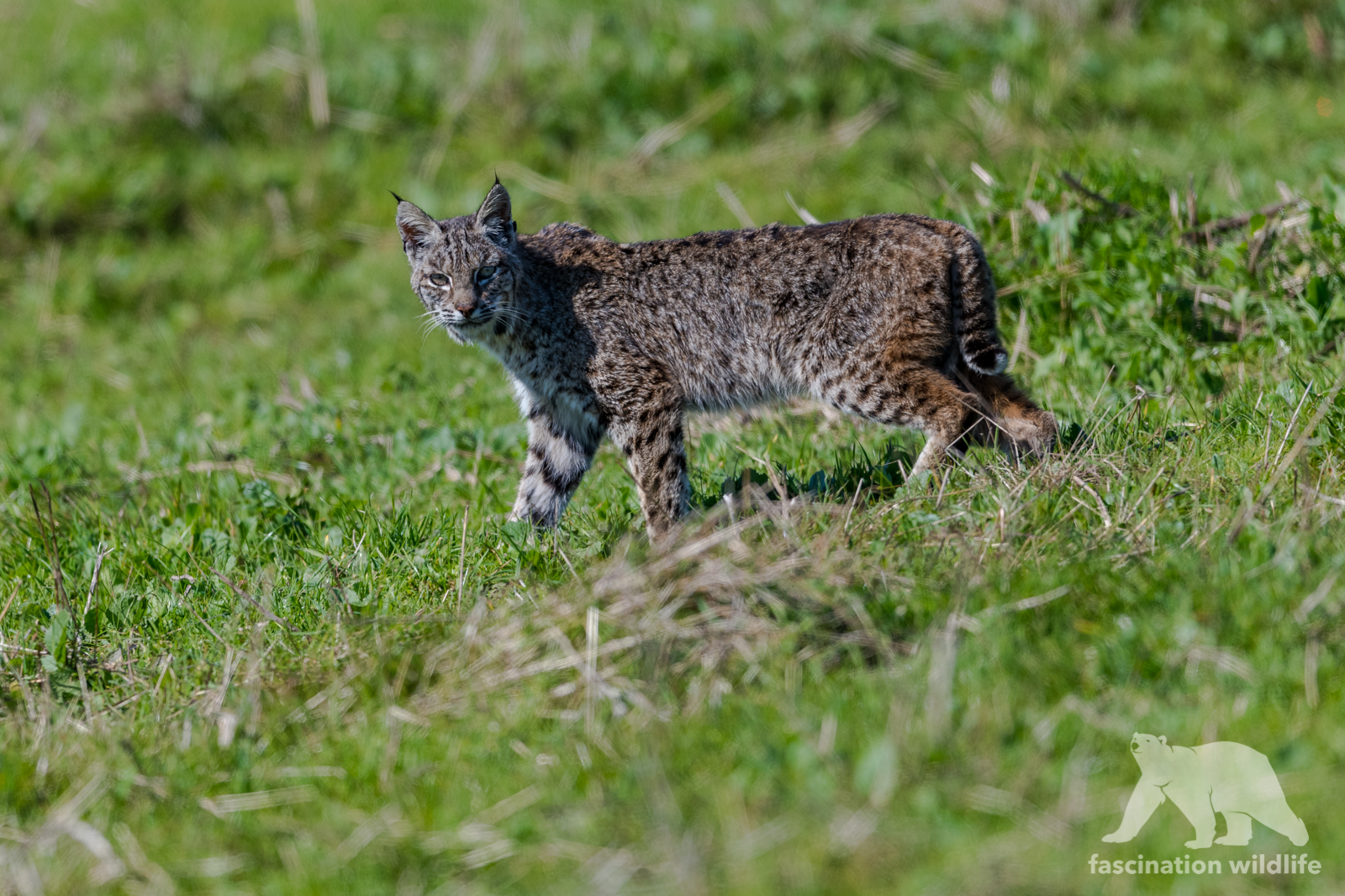 Point Reyes Wildlife - Fascination Wildlife