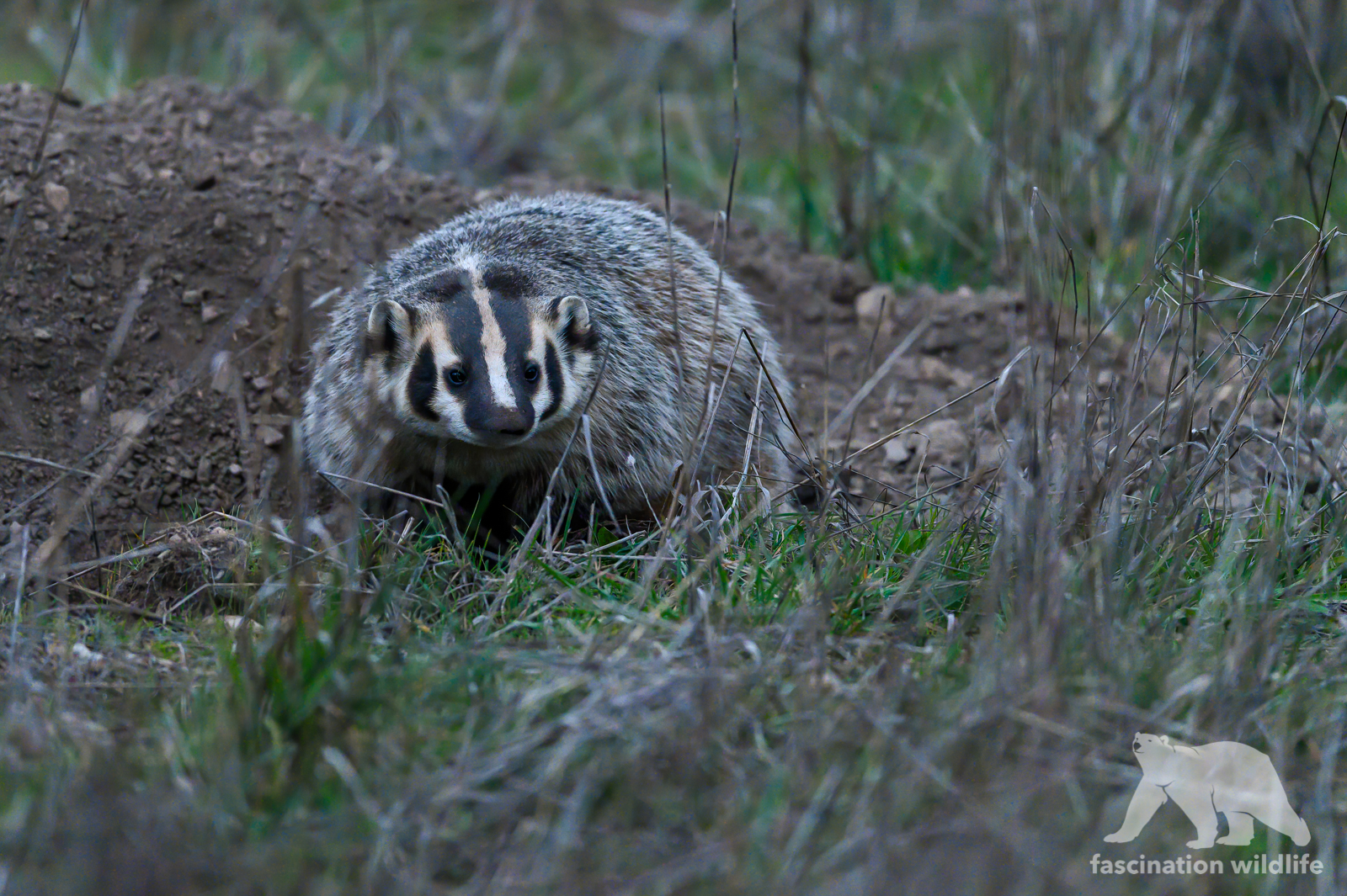 Point Reyes Wildlife - Fascination Wildlife