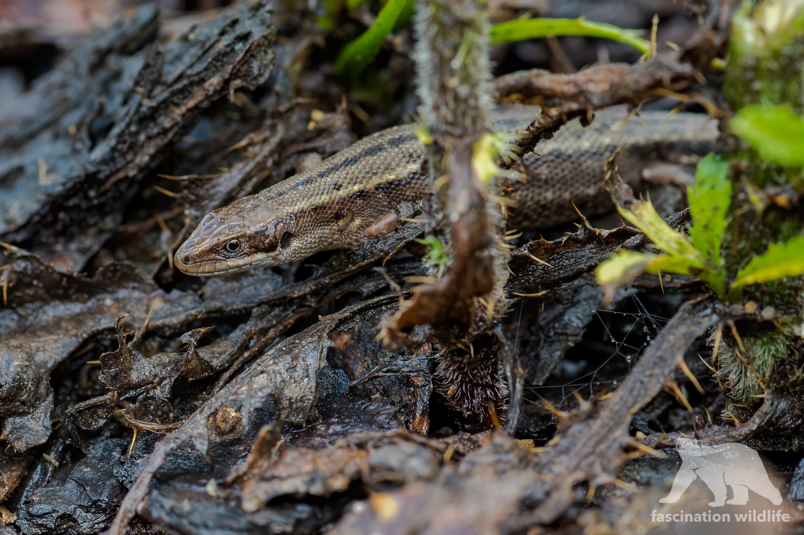 Reptiles & Amphibians - Fascination Wildlife