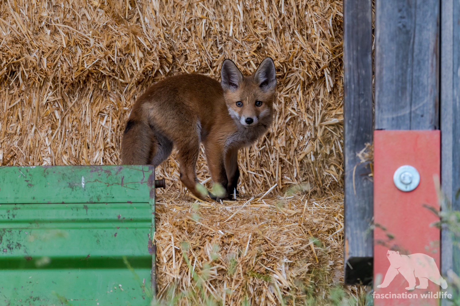 Wild Bavaria - Fascination Wildlife