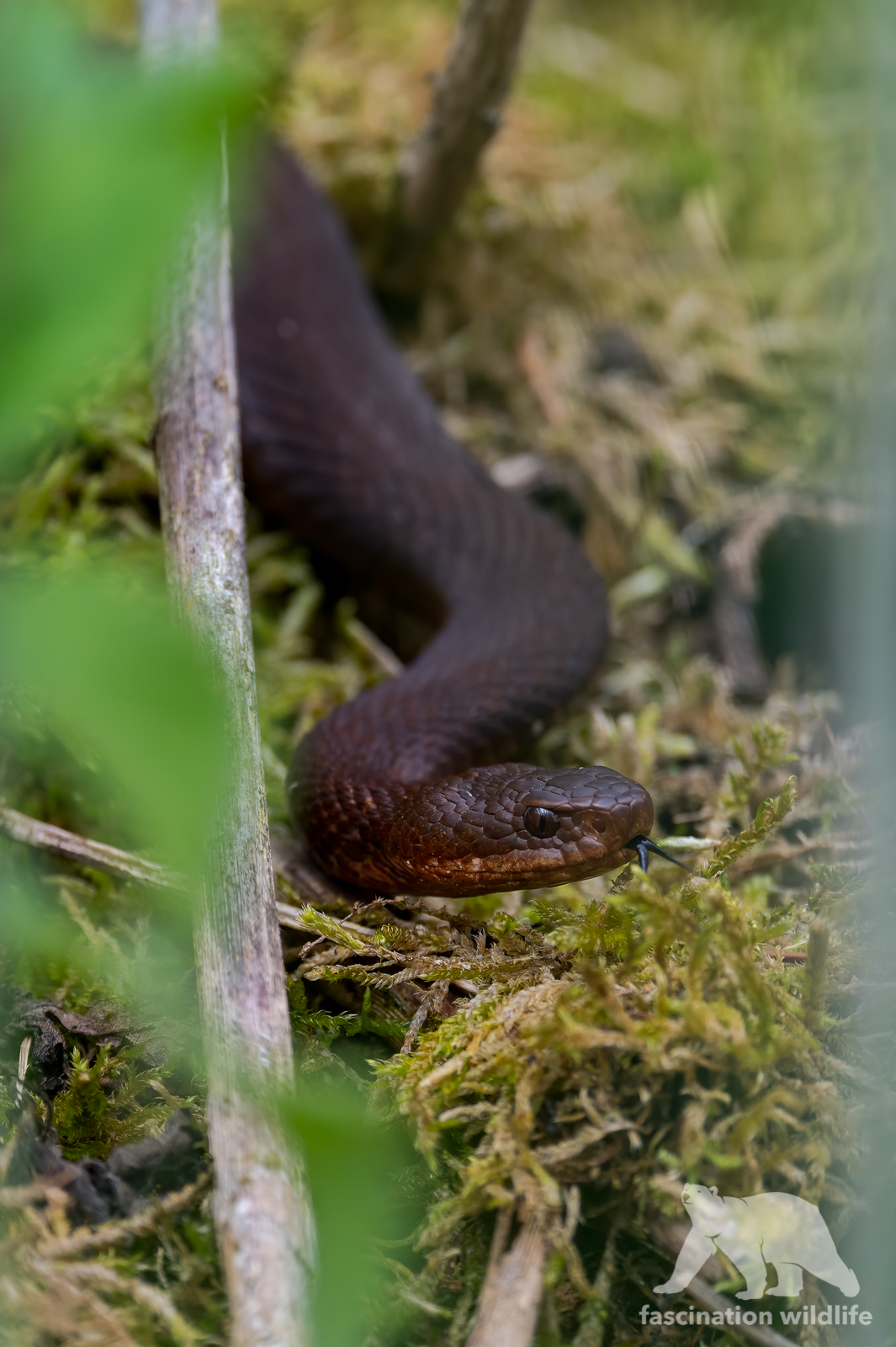 Reptiles & Amphibians - Fascination Wildlife