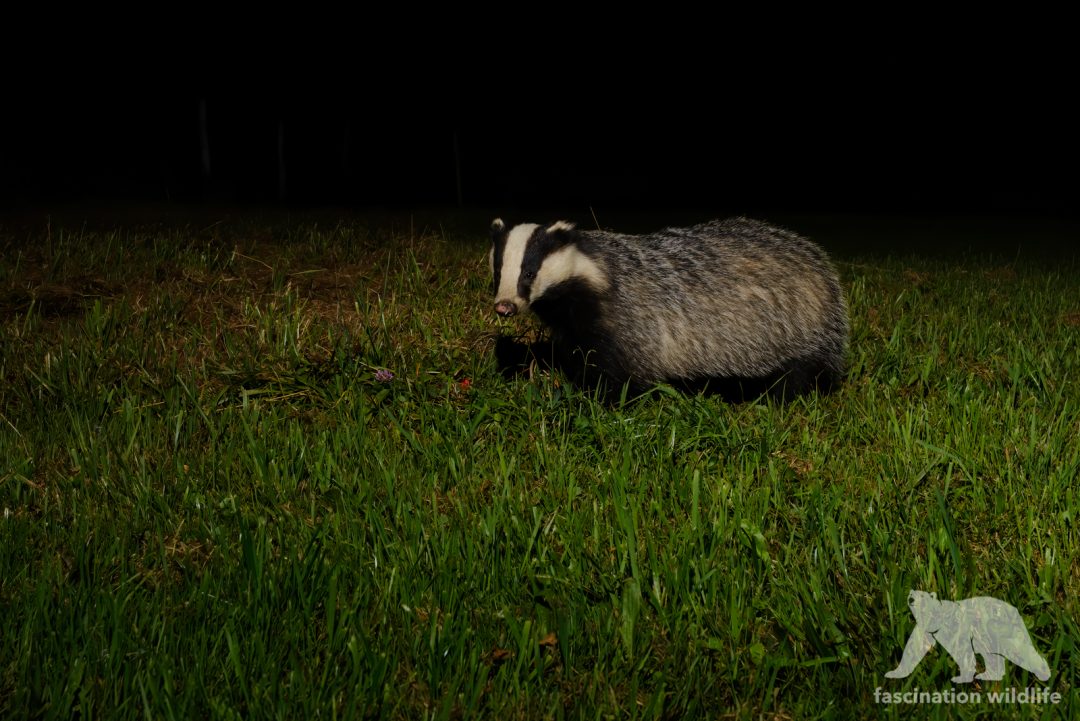 European Badger - Fascination Wildlife