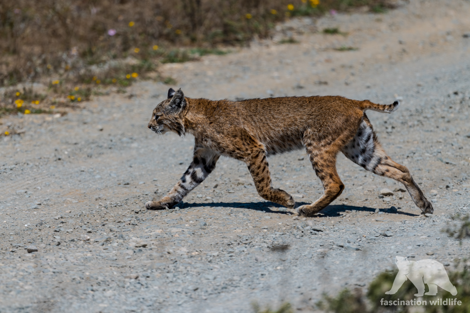 Point Reyes Wildlife - Fascination Wildlife