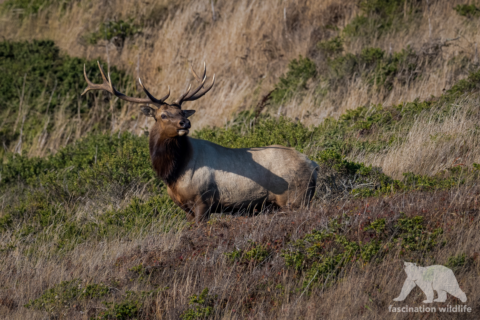 Point Reyes Wildlife - Fascination Wildlife