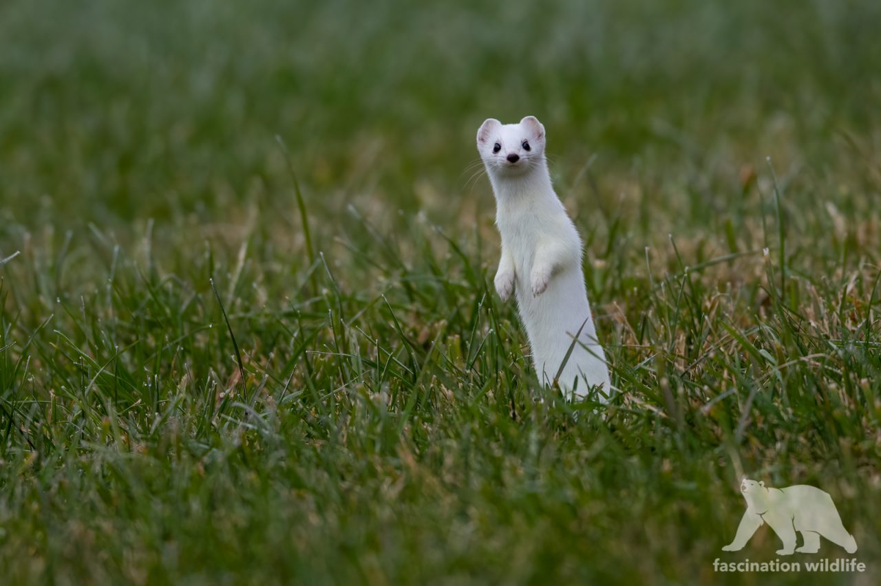 Stoat - Fascination Wildlife