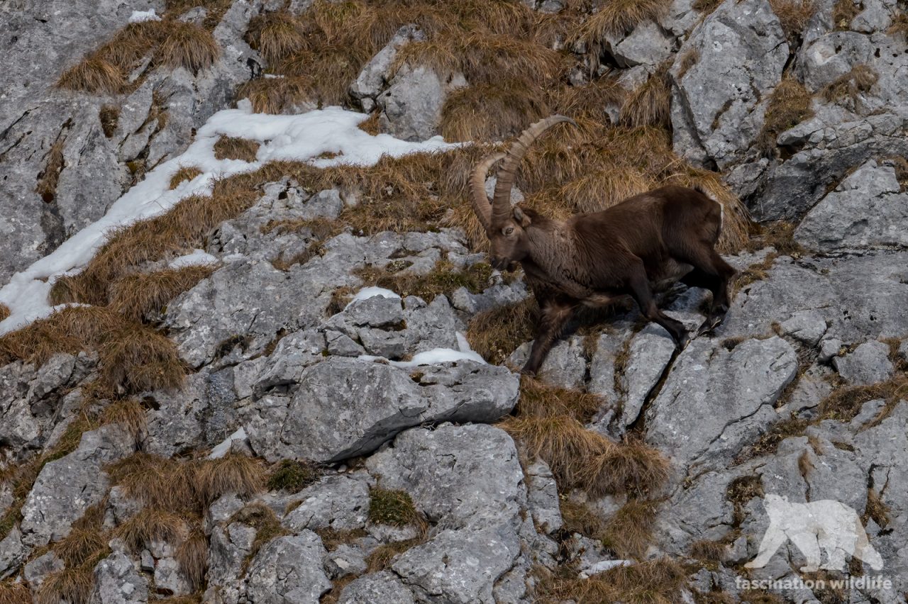 Alpine ibex in the snow - Fascination Wildlife