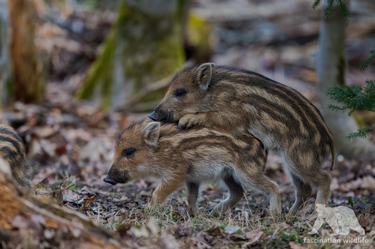 Wild Boar Piglets - Fascination Wildlife