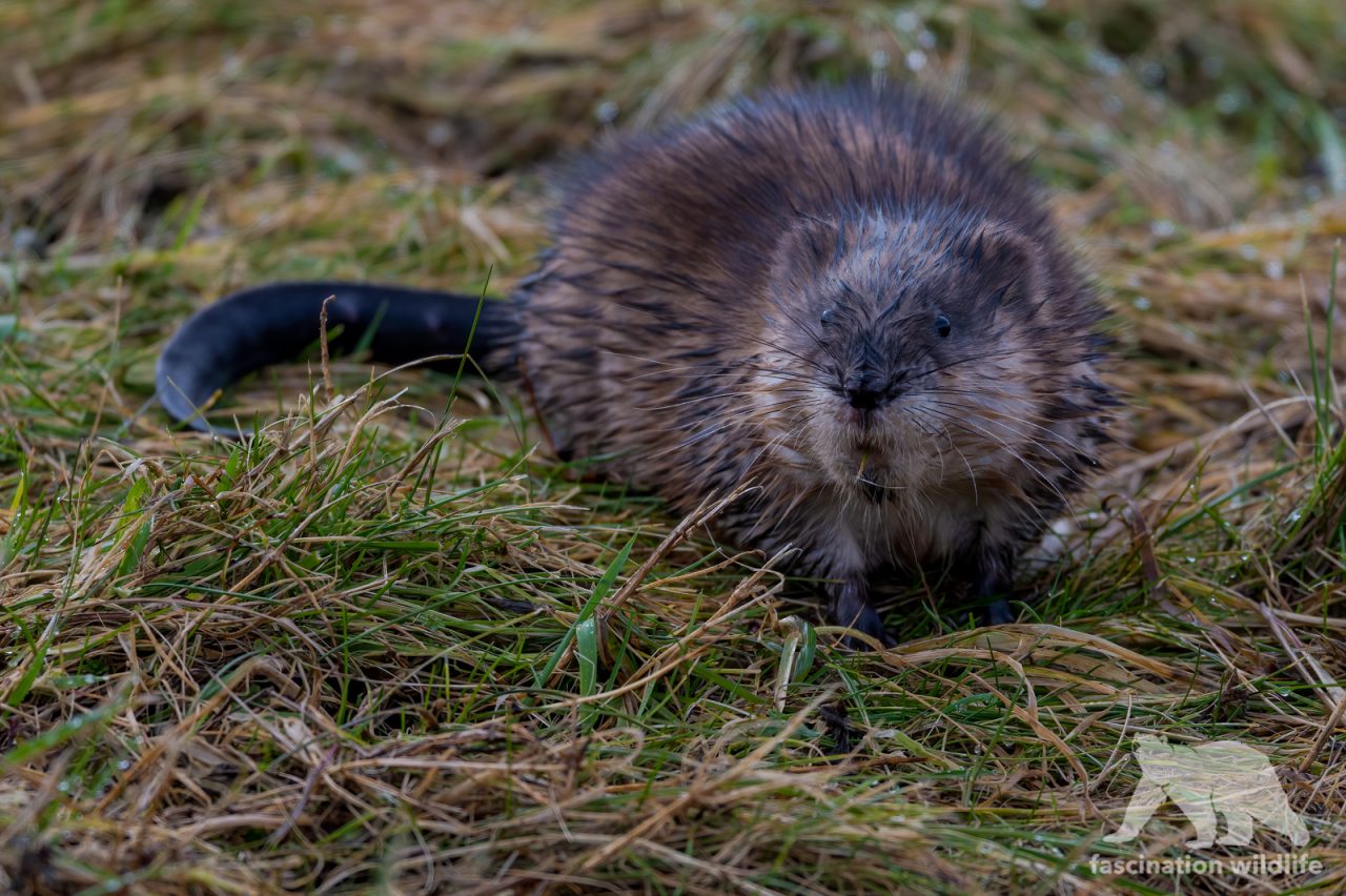 Muskrat - Fascination Wildlife