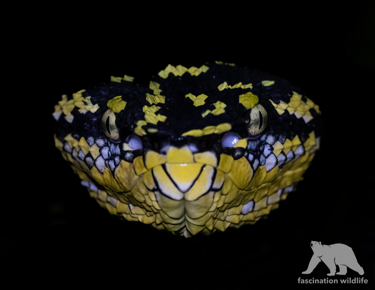 Wagler's pit viper - Fascination Wildlife